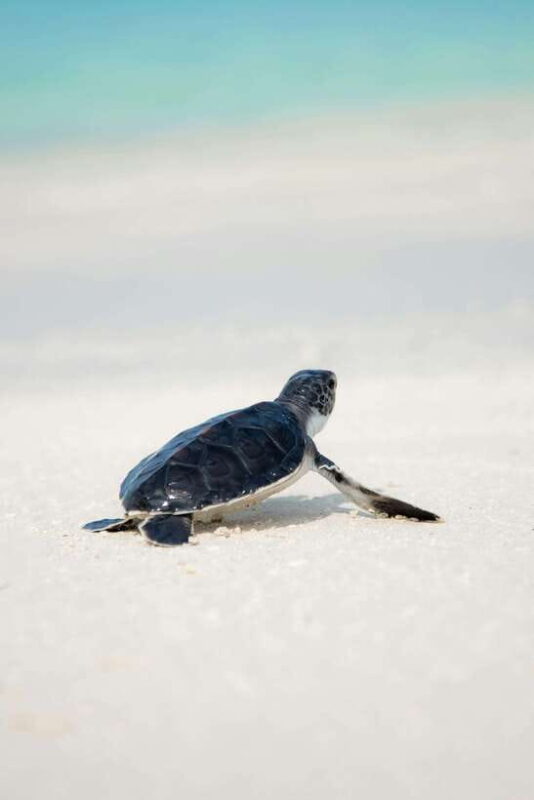 Galle Sea Turtles visit & Day Tour From: Hambantota Port - Final Thoughts