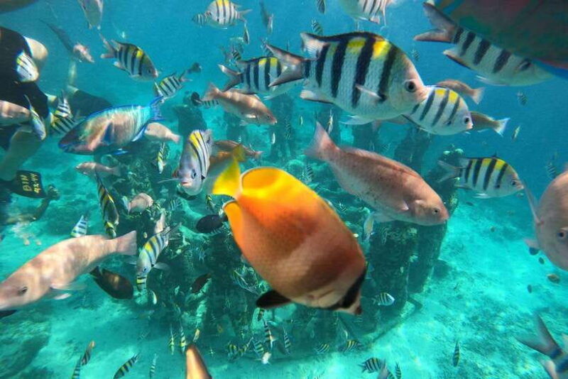 Gili Islands Lombok: 4 Hour Private Group Snorkeling Trip - Final Thoughts: Who This Tour Is Perfect For