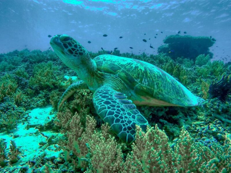 Gili Trawangan: Gili Islands Sunset Boat Tour and Snorkeling - Authentic Traveler Feedback
