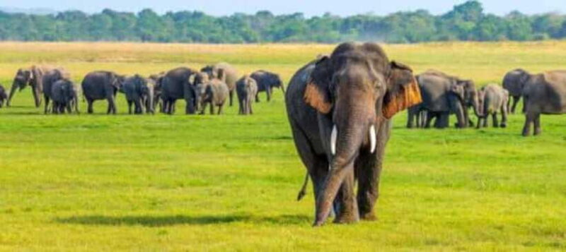 Habarana: Hurulu Eco Park Elephant Jeep Safari - Who Should Take This Safari?