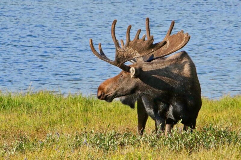 Half-Day RMNP Lakes and Meadows Tour-RMNPhotographer - The Value of a Private, Guided Experience