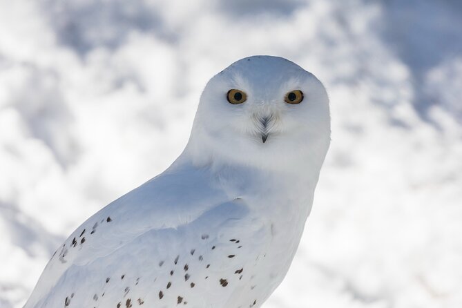 Half-Day Trip to Ranua Wildlife Park from Rovaniemi - Frequently Asked Questions