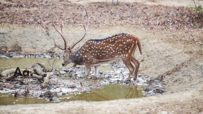 Half-Day Wild Safari in Yala National Park - Who Will Love This Safari?