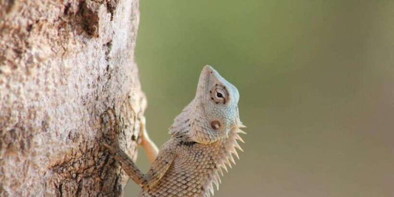 Hambantota Port Cruise: YALA Wildlife Safari (6 hours) - The Sum Up: Is it Worth It?