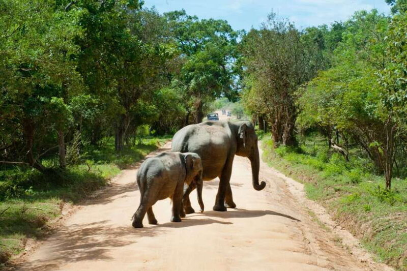 Hambantota Shore Excursion: Village and Cultural tour - In The Sum Up