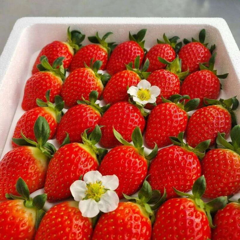 Herb Island : Sanjung Lake : Strawberry : Bidulginang Tour - Practical Tips for a Great Experience