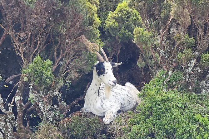 Hike 3 hours Inland Terceira Island - FAQs