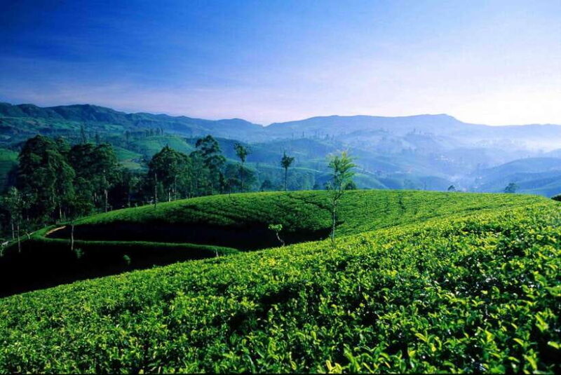 Hikkaduwa/Galle/Weligama/Mirissa: Day Trip to Ella Highlands - The Sum Up