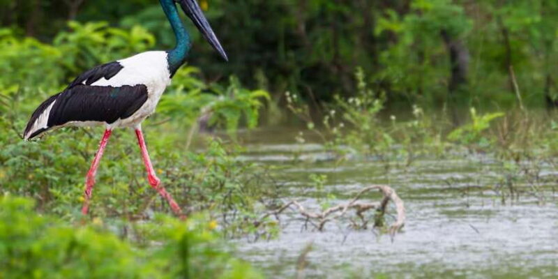 Hikkaduwa/Galle/Weligama/Mirissa: Yala National Park Safari - The Sum Up: Is This Safari Right for You?