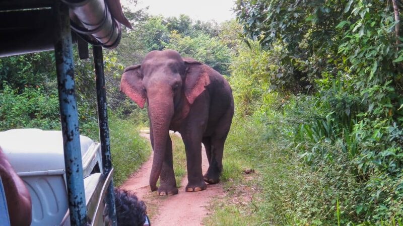 Hikkaduwa: Yala National Park Safari with Hotel Pickup - FAQs