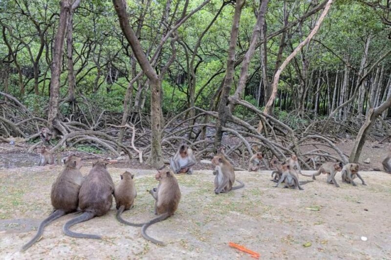 Ho Chi Minh: Explore Can Gio Mangrove Forest & Monkey Island - Wrapping It Up