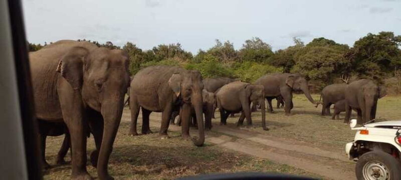 Hurulu Eco Park Safari - Pricing and Value