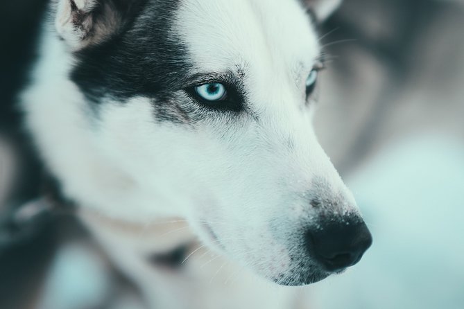 Husky Sledding Self-Drive Adventure in Tromso - Who Will Love This Tour?