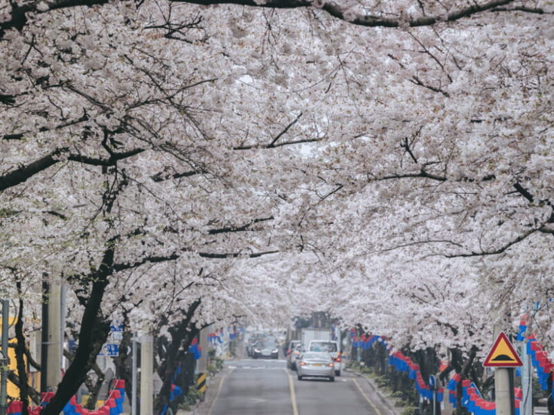 Jeju East: Cherry Blossom Early Bird Tour with Hotel Pickup - FAQs