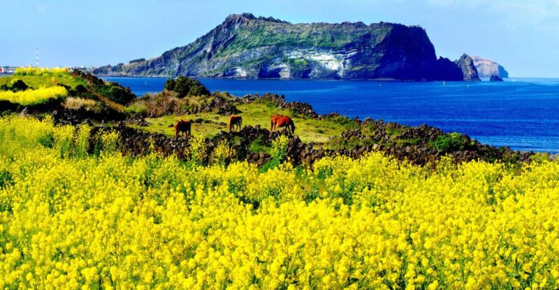 Jeju Island: Customized Private Full-Day Van Tour - Final Thoughts