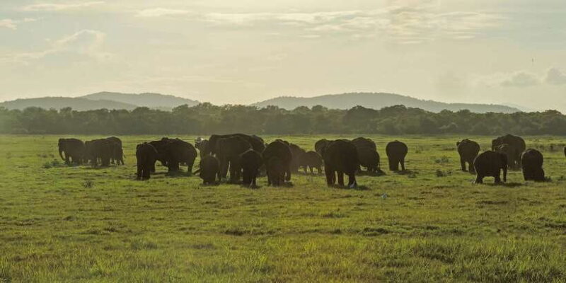 Kaudulla National Park: Private Safari - Final Word