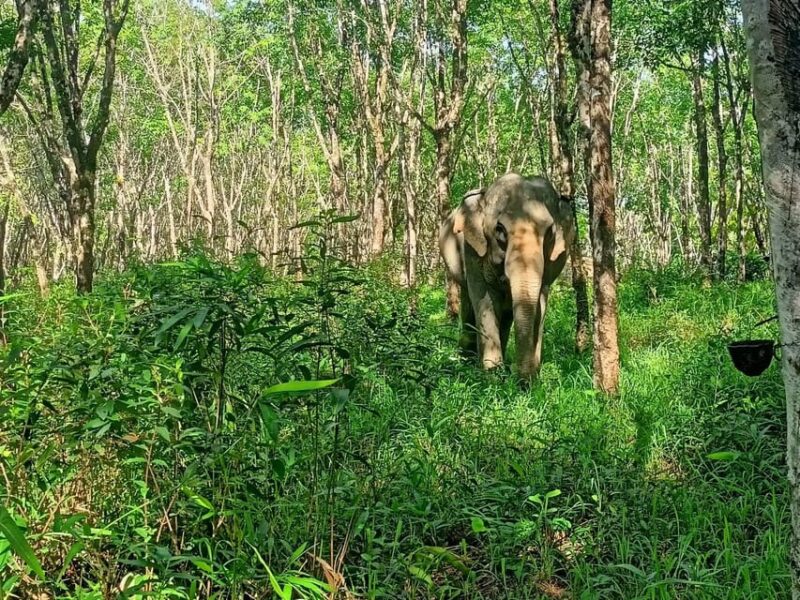 Khaolak Ethical Elephant Nature Park Visit with Lunch - Is It Worth the Price?