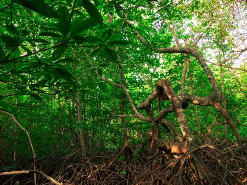 Ko Lanta: Mangrove Forest Kayak & Wildlife Adventure - How Does It Compare to Other Tours?