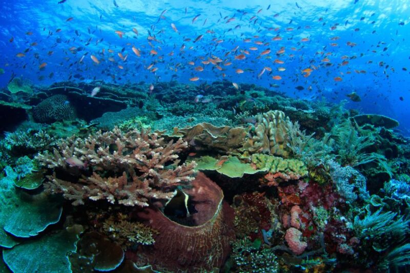 Komodo Island: Komodo Dragons & Islands Day Tour - The Experience and the Reviews