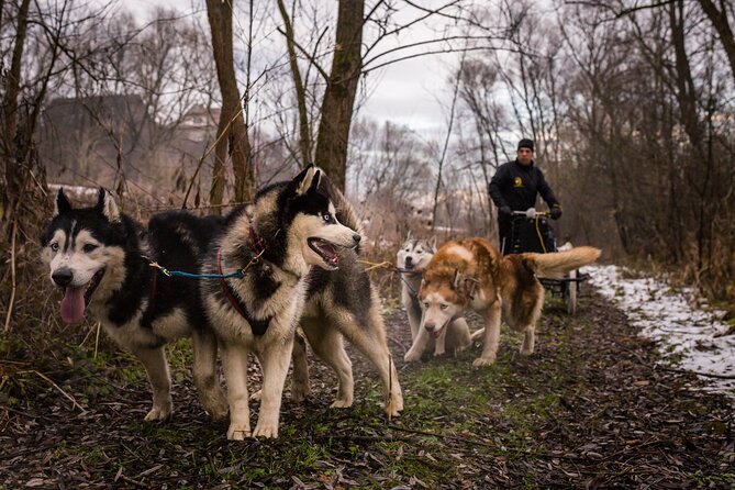 Kraków Full Dog Sled Ride - Final Thoughts