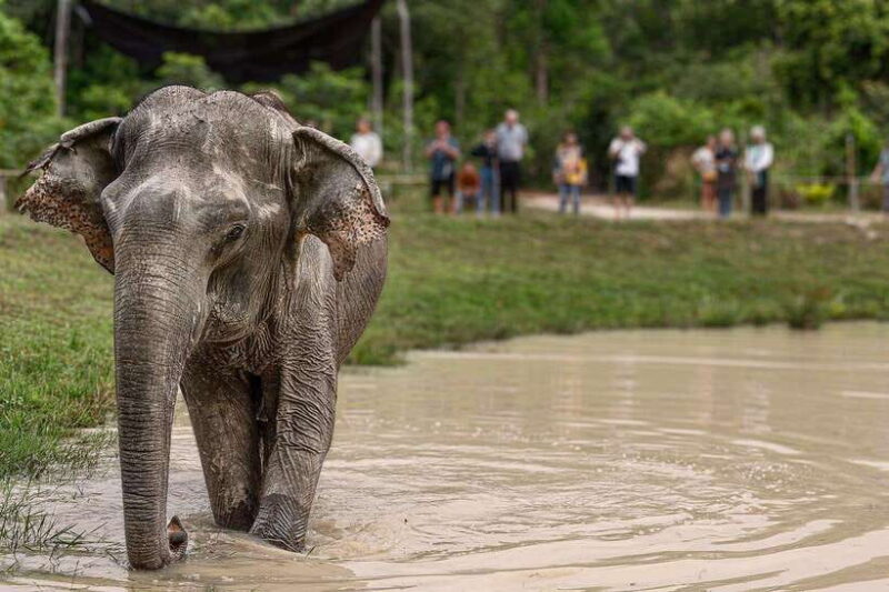 Kulen Elephant Forest & Tonlesap Lake Include boat /Transfer - Practical Tips for Participants