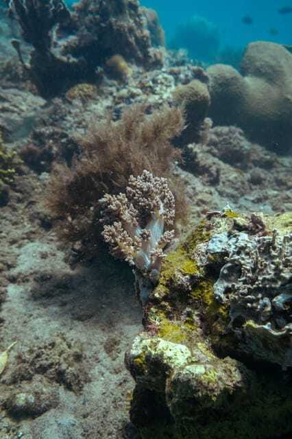 Lombok: Secret Gili Islands Snorkeling Tour - Final Thoughts: Is It Right for You?