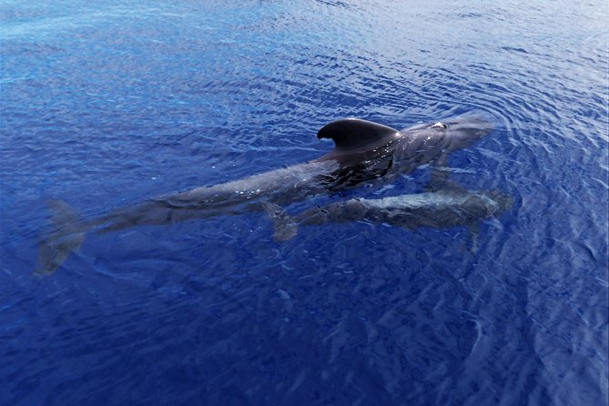 Los Gigantes Whale Watching Charter by Sail Boat - Group Size and Accessibility