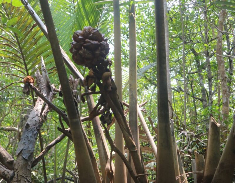 Mangrove Day Tour - Bintan - Who Will Love This Tour?