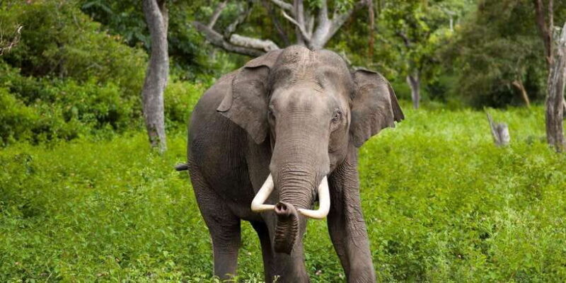 Minneriya: Jeep Safari From Trincomalee - The Value Proposition