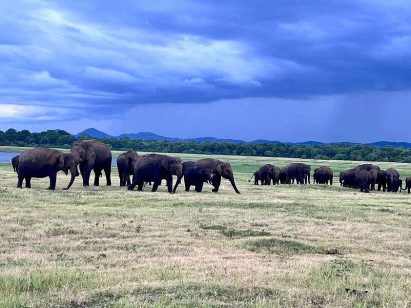 Minneriya National Park : Private Safari - Why This Tour Is a Great Choice