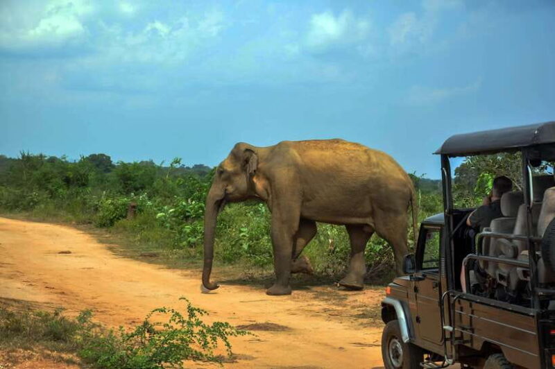 Minneriya National Park Private Safari from Kandy - Final Thoughts