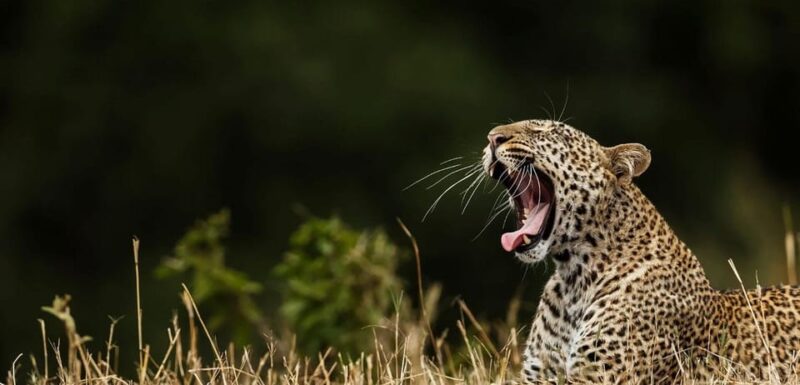 Mirissa/Galle: Transfer to Ella & YALA & UDAWALAWA Safaris - Final Thoughts: Who Should Consider This Tour?