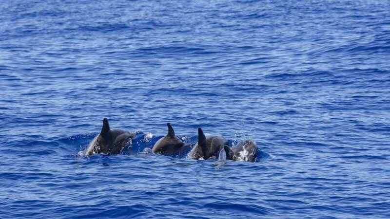 Mirissa: Sunset Catamaran Sailing Boat Tour with Dinner - Who Should Consider This Experience?
