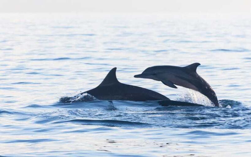 North Bali: Dolphin Watching and Snorkeling Tour - Visiting Banjar Hot Springs