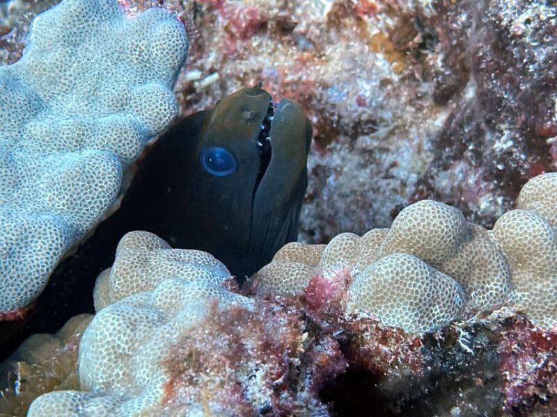 Oahu Night Dive: Adventure for Certified Divers - FAQ: Night Dive in Oahu