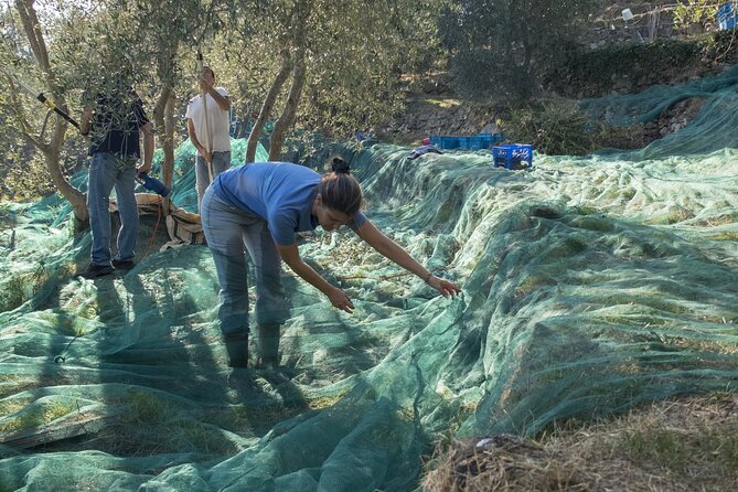 Olive Oil Private Tour in Portugal - Practical Considerations