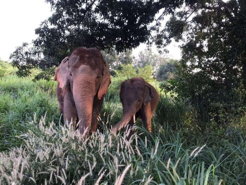 Pattaya: Ethical Elephant Sanctuary Interactive Tour - Final Thoughts