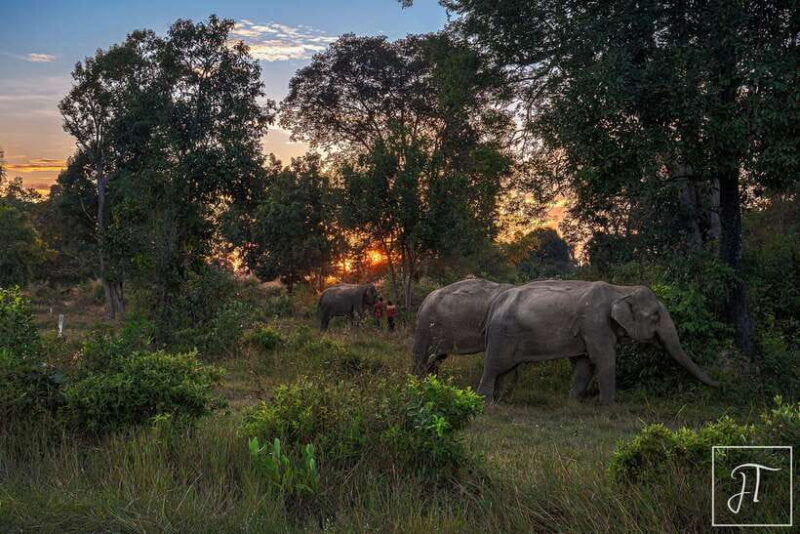 Phnom Kulen Park: Tour with Elephant Forest from Siem Reap - Related Experiences and Booking