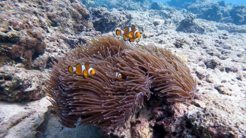 Phuket: Coral Reef Scuba Diving Experience at G Beach Club - Practical Tips for Your Visit