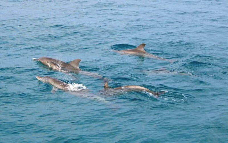 Phuket: Racha Islands Premium Tour with Snorkel & Lunch - FAQ