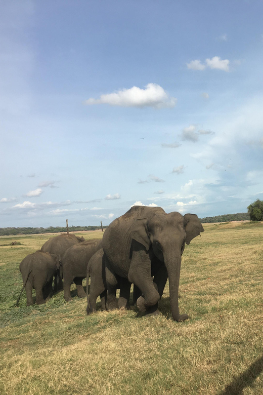 Polonnaruwa Sight Seeing Tour and Minneriya Elephant Safari - Who Should Consider This Tour?