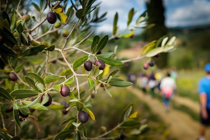 Private Classic Wine Tour in Chianti from Florence - FAQs