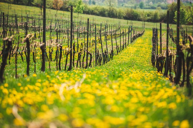 Private PICNIC in Bohemian Vineyards and Wine Tasting 4WD Tour - The Value Proposition: Is It Worth It?