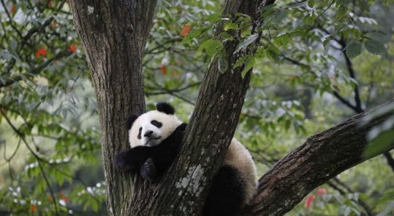 Private Tour: Discovering Pandas & the Majestic Giant Buddha - Final Thoughts