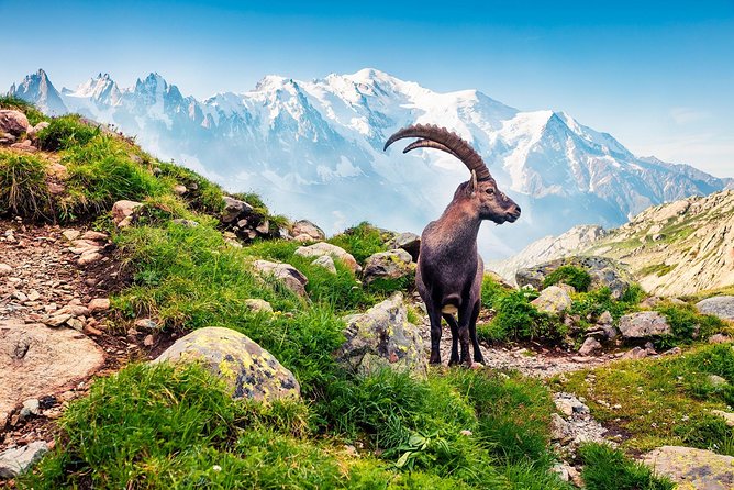 Private Trip from Geneva to Swiss Riviera Montreux & Chamonix - Who Is This Tour Best For?