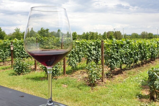 Private Wine Tasting in Cellar and the Winemaking process - FAQ