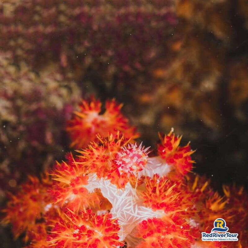 [Red River Tours] Luxury Professional Scuba Diving - Frequently Asked Questions