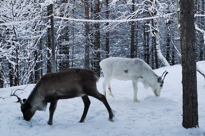 REINDEER FEEDING - Join us for a unique moment with our reindeer - The Experience in Detail