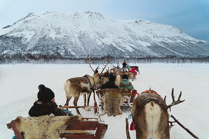 Reindeer Sledding and Feeding with Sami Culture in Tromso. - FAQ