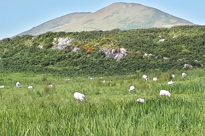 Ring of Kerry & Skellig Ring - Private Tour - Final Thoughts
